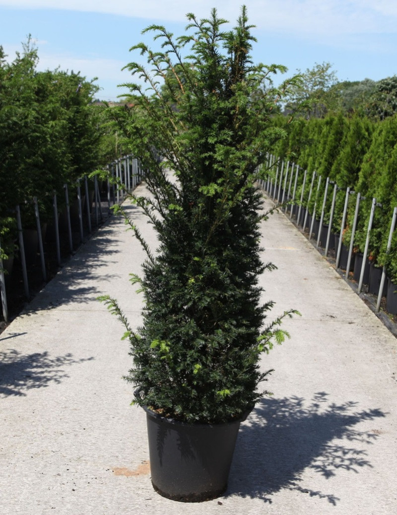 TAXUS baccata (If commun)