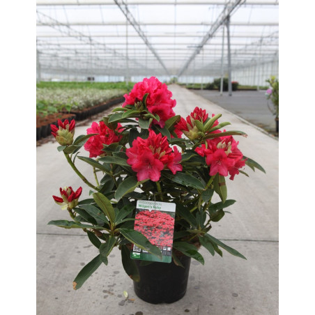 RHODODENDRON hybride WILGENS RUBY (Rhododendron)