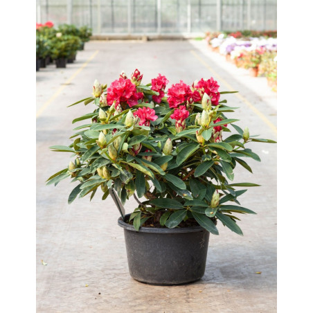 RHODODENDRON hybride WILGENS RUBY (Rhododendron)