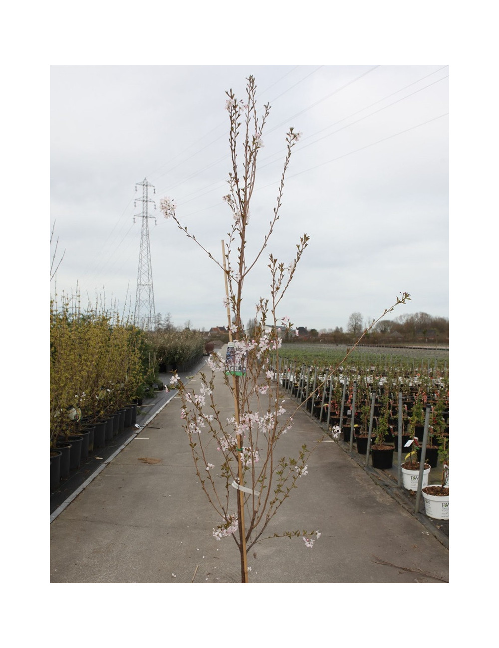 PRUNUS pandora (Cerisier à fleurs Pandora)