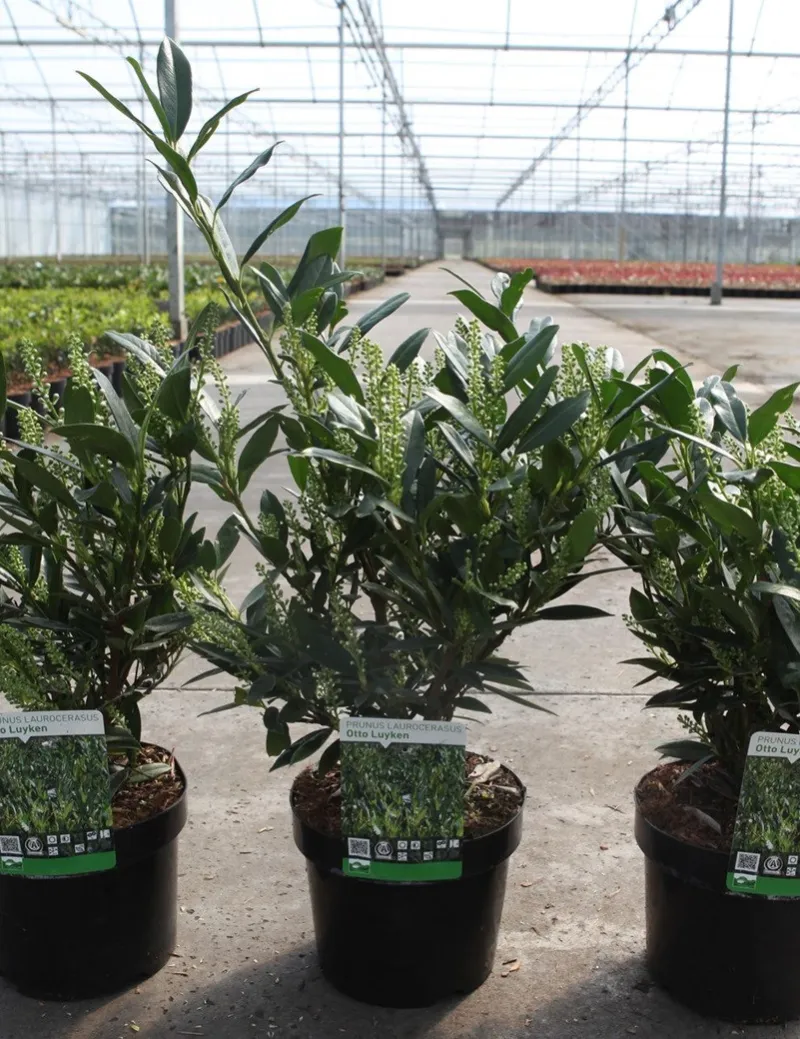 PRUNUS laurocerasus OTTO LUYKEN (Laurier-cerise, Laurier-amande ...