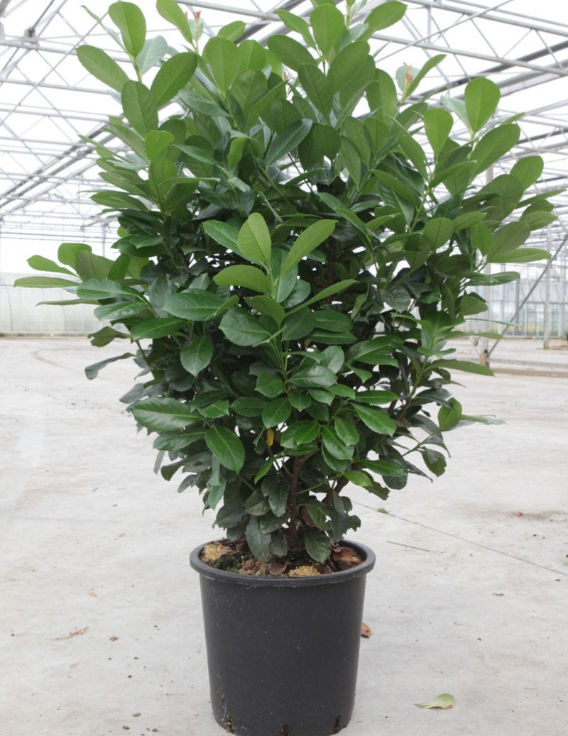 PRUNUS laurocerasus ETNA® (Laurier-cerise, Laurier-amande, Laurier palme)