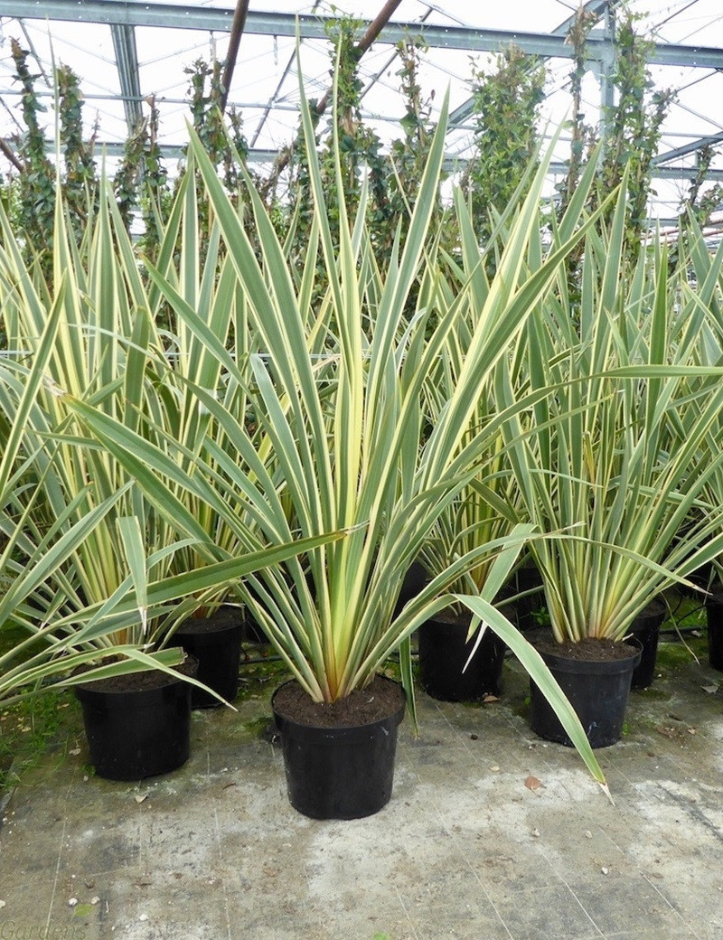 PHORMIUM tenax VARIEGATA (Lin de Nouvelle-Zélande)