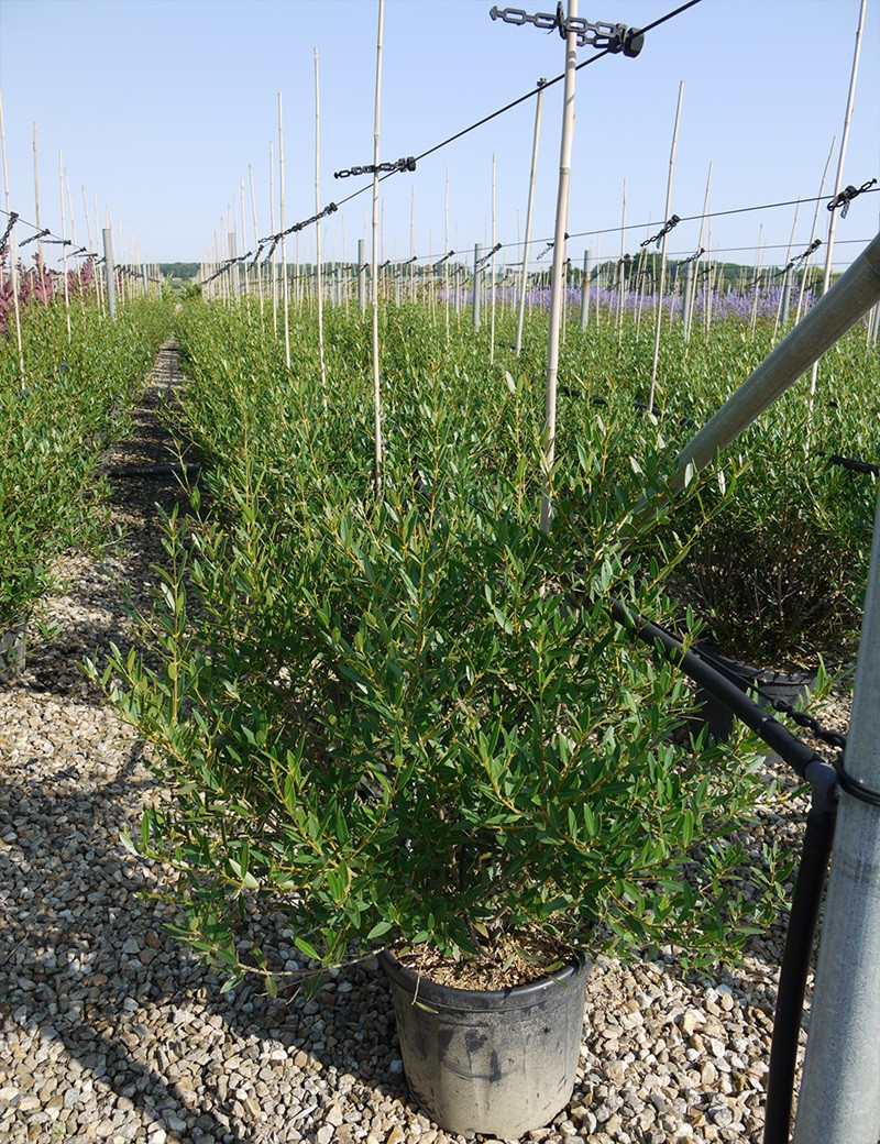 PHILLYREA angustifolia (Filaire à feuilles étroites)