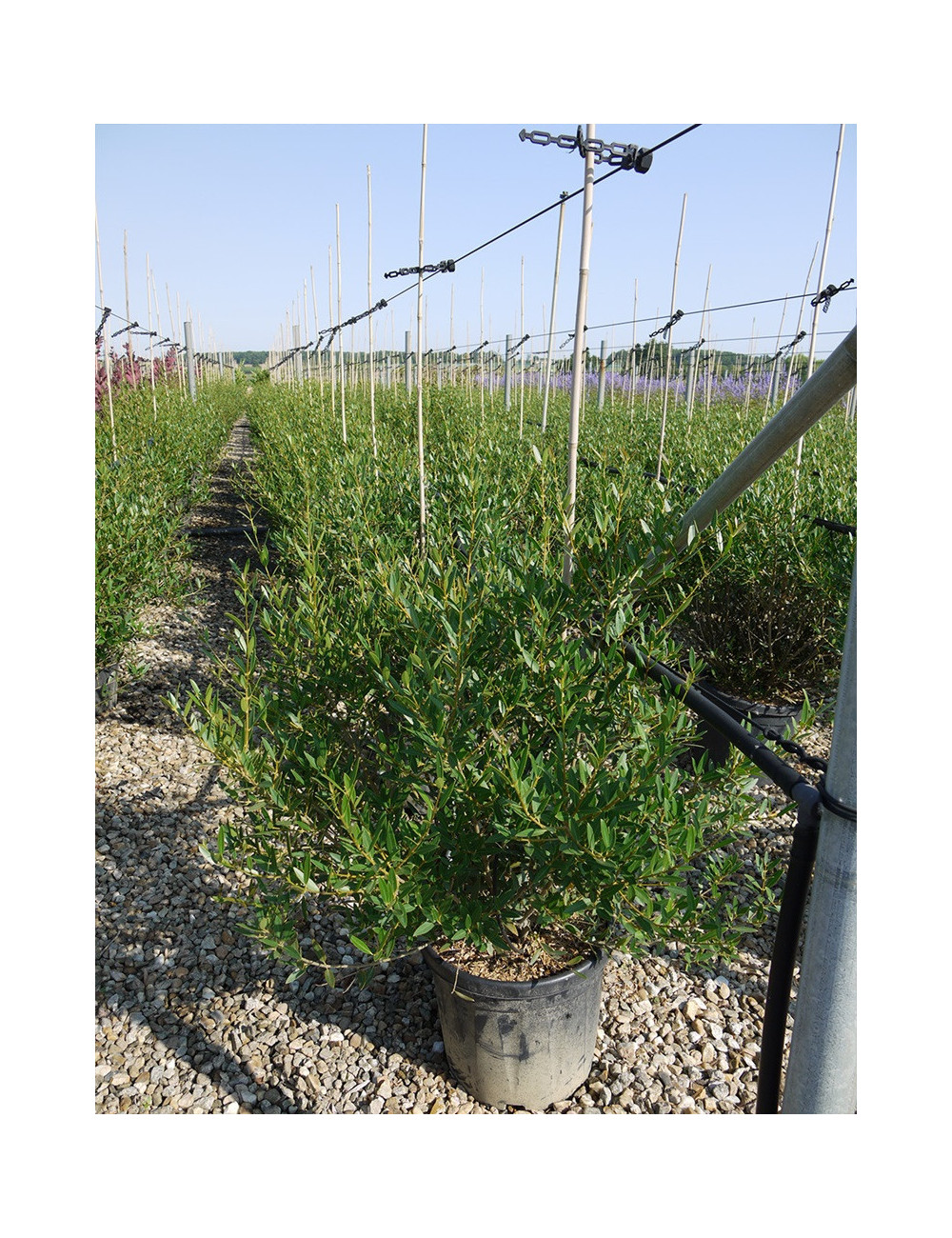 PHILLYREA angustifolia (Filaire à feuilles étroites)