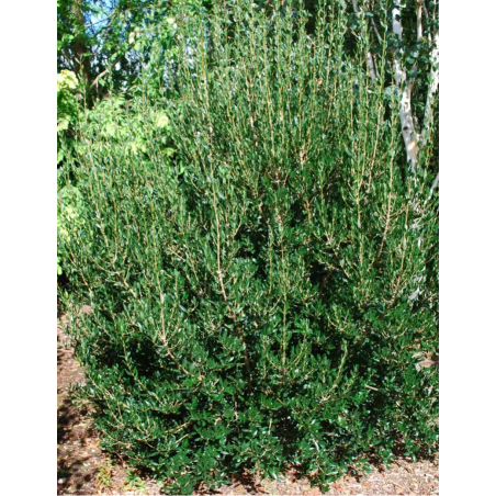 PHILLYREA angustifolia (Filaire à feuilles étroites)