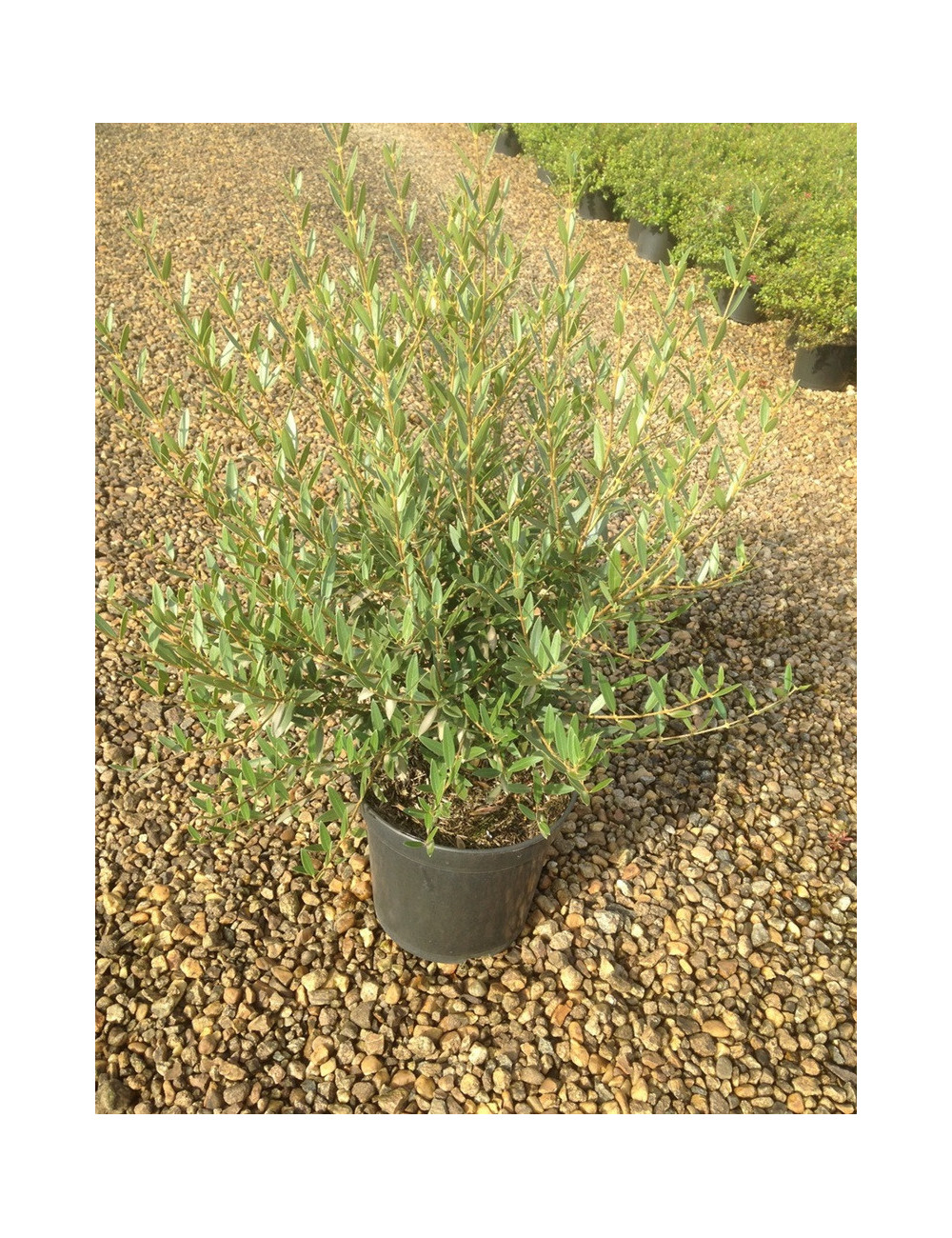 PHILLYREA angustifolia (Filaire à feuilles étroites)