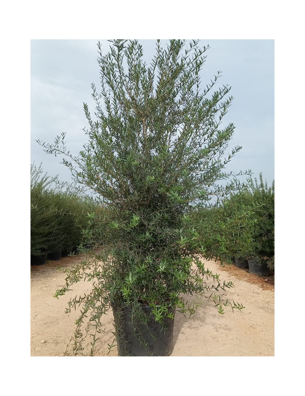 PHILLYREA angustifolia (Filaire à feuilles étroites)