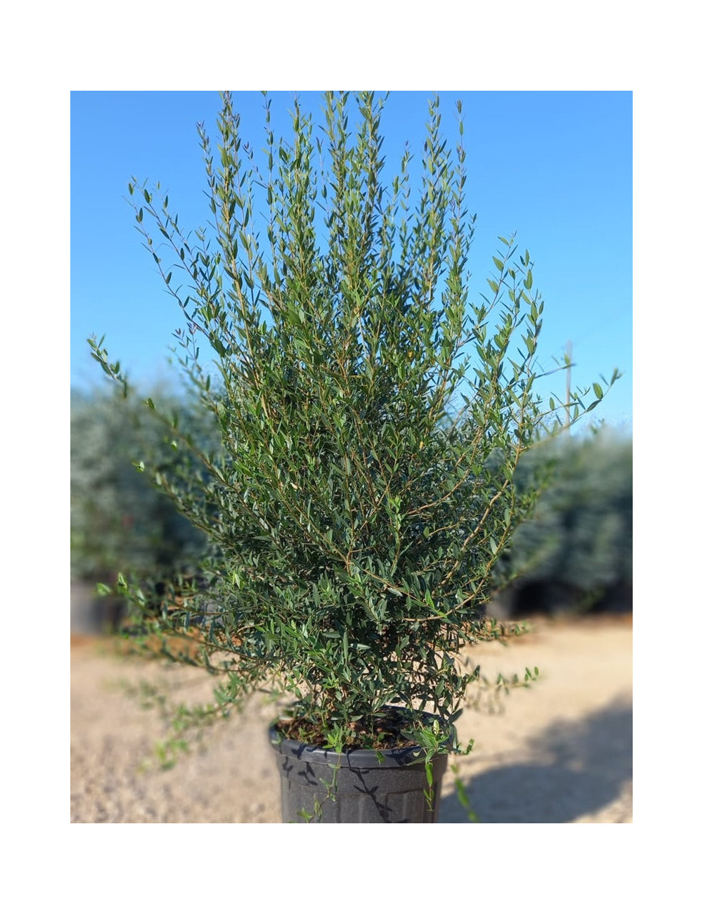 PHILLYREA angustifolia (Filaire à feuilles étroites)