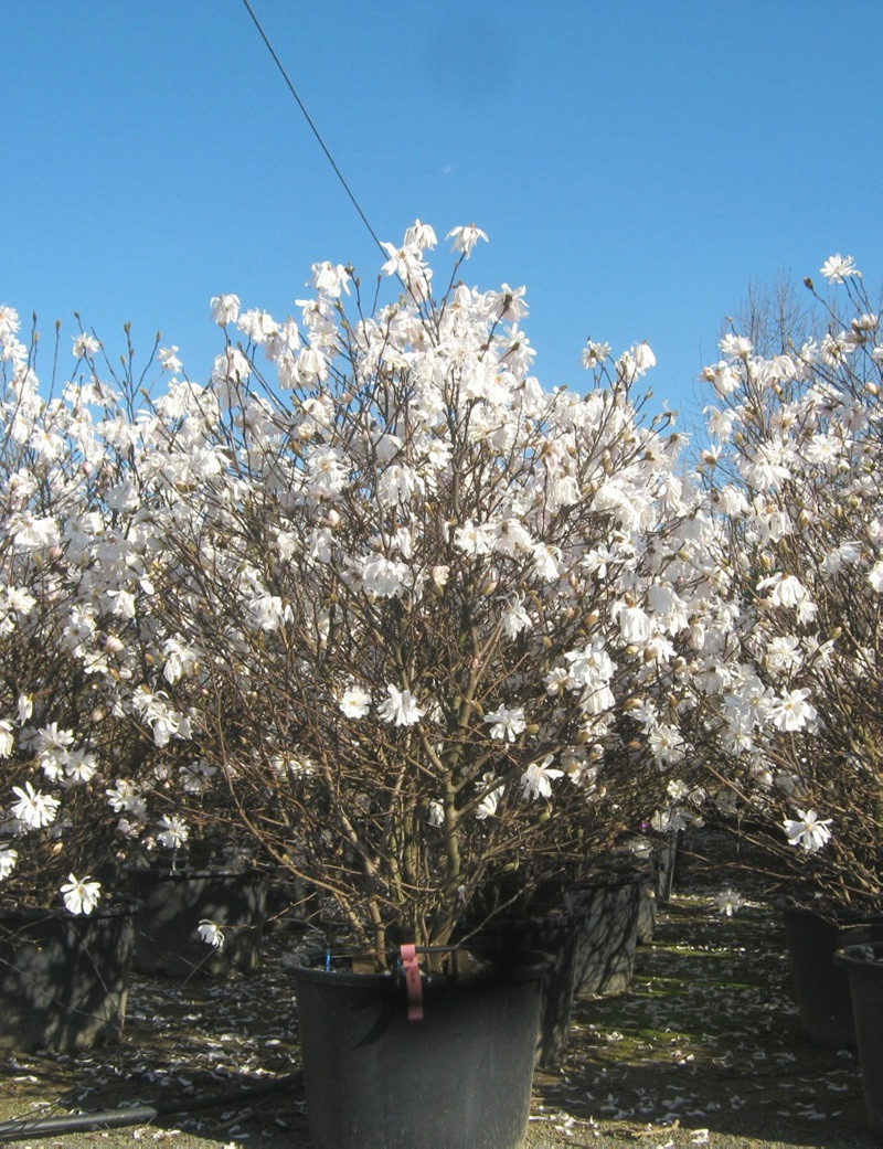 MAGNOLIA stellata (Magnolier)