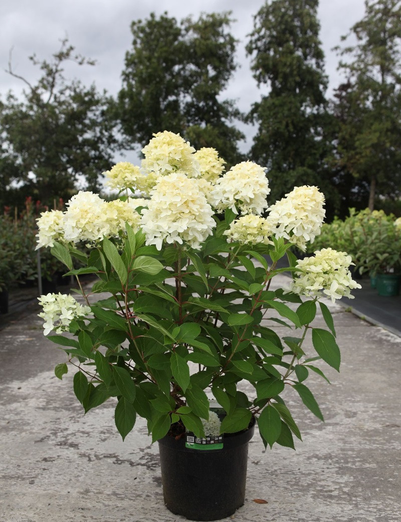 HYDRANGEA paniculata SKYFALL® (Hortensia paniculé)