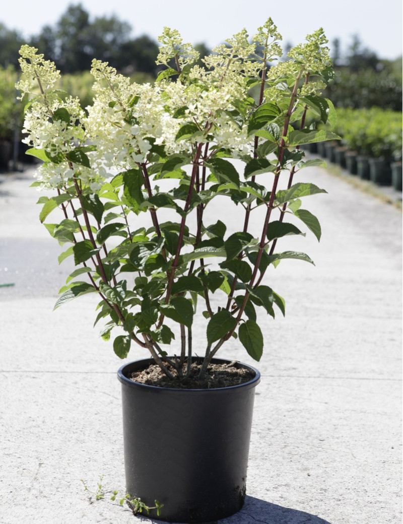 HYDRANGEA paniculata SILVER DOLLAR (Hortensia paniculé)