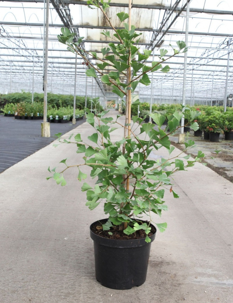 GINKGO biloba BLAGON cov (Arbre aux quarante écus Blagon)