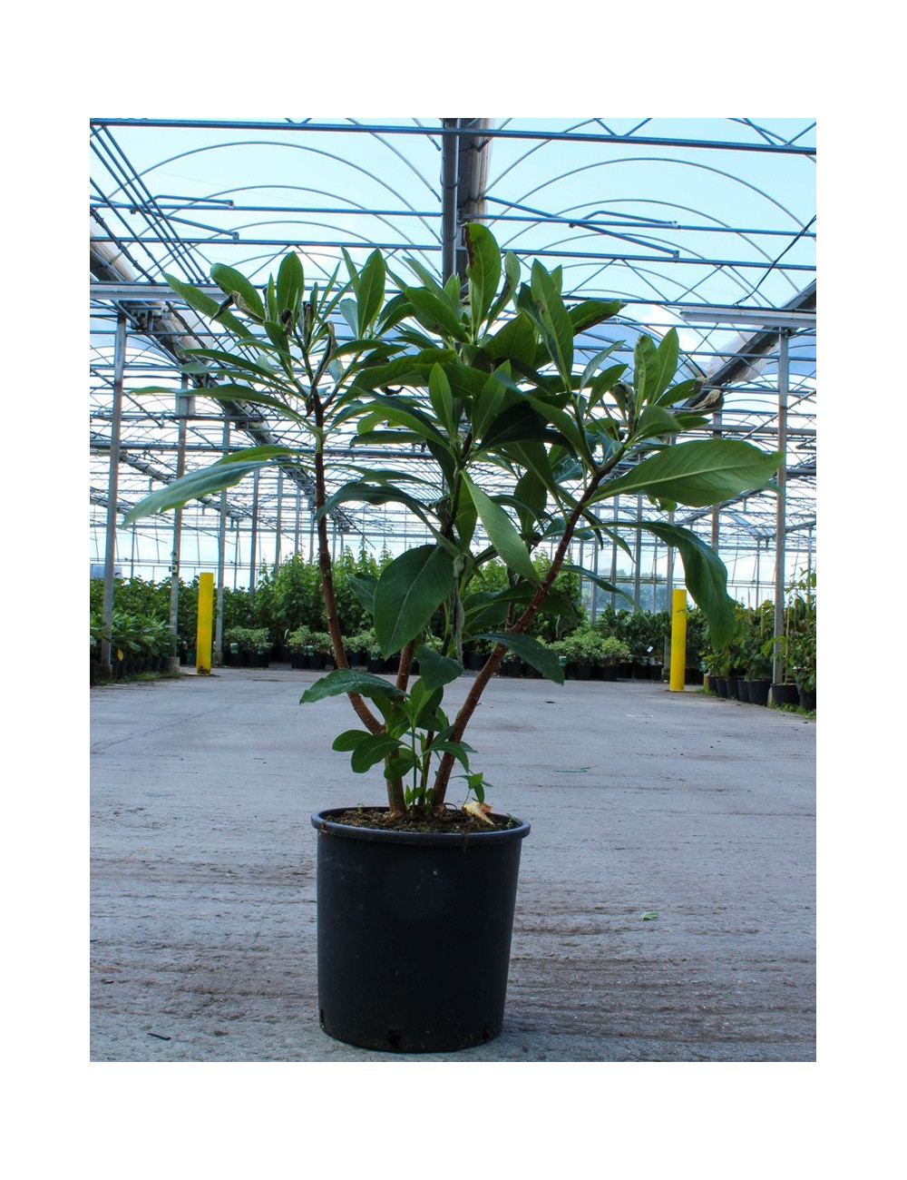 EDGEWORTHIA chrysantha GRANDIFLORA (Buisson à papier Grandiflora)