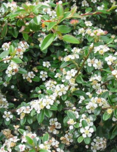 COTONEASTER radicans EICHHOLZ (Cotonéaster rampant Eichholz)