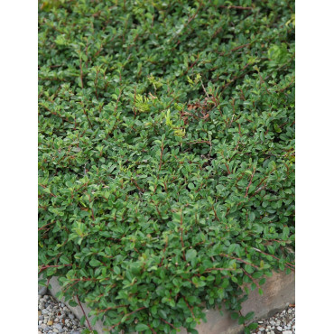 COTONEASTER radicans EICHHOLZ (Cotonéaster rampant Eichholz)