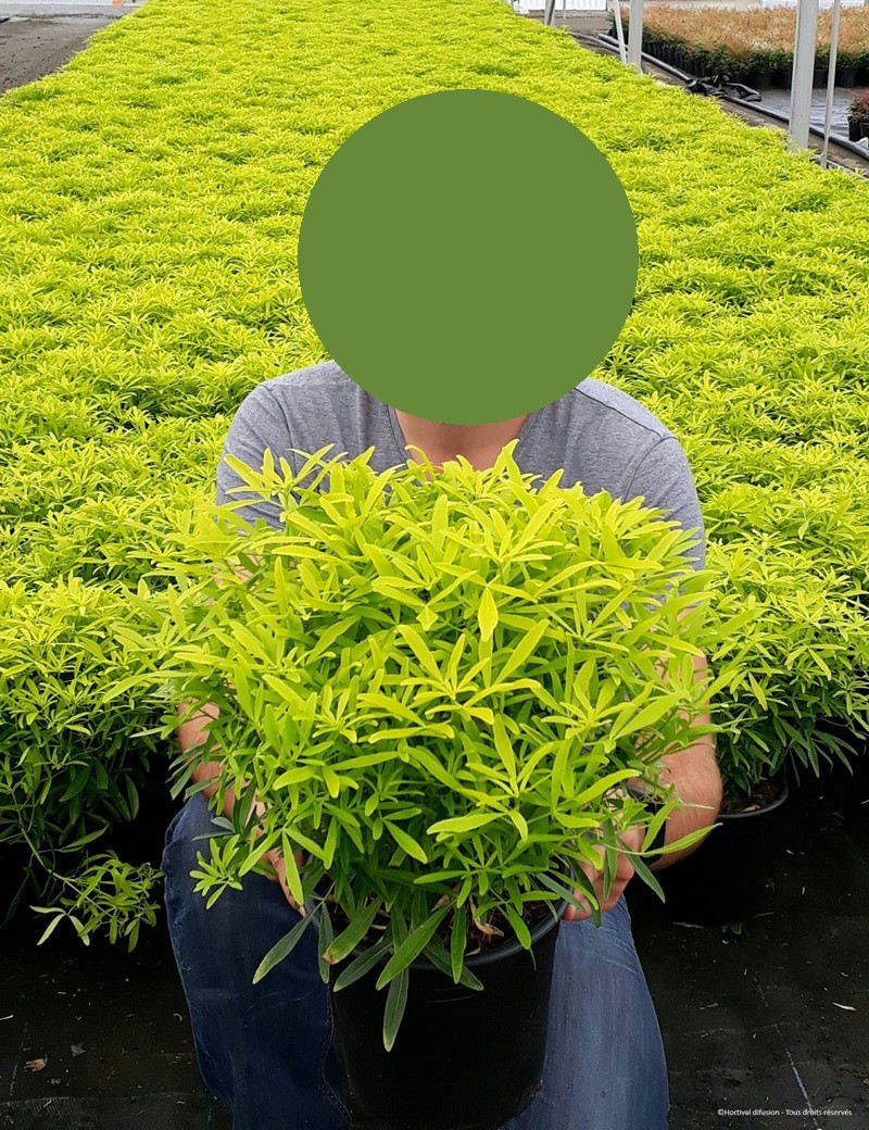 CHOISYA AZTEC GOLD® (Oranger du Mexique Aztec gold)