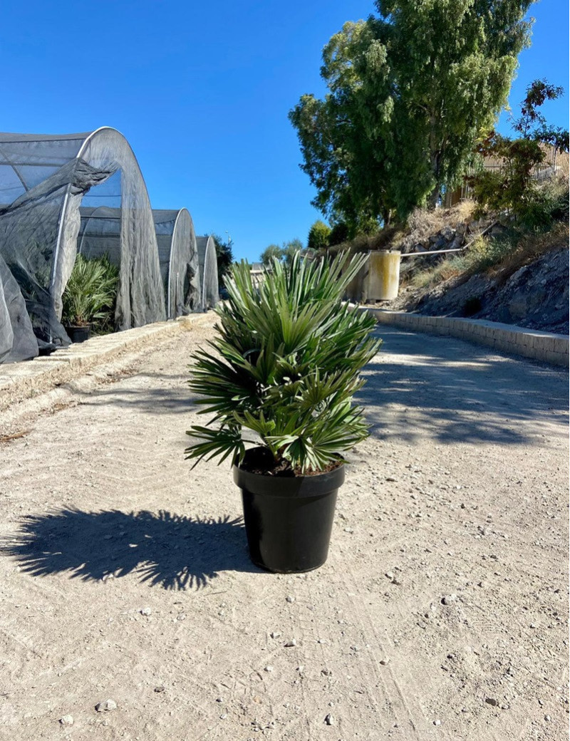 CHAMAEROPS humilis (Palmier nain)