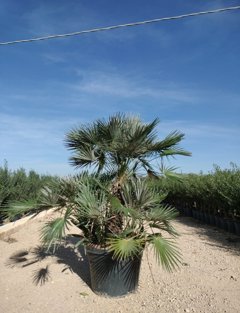 CHAMAEROPS humilis (Palmier nain)