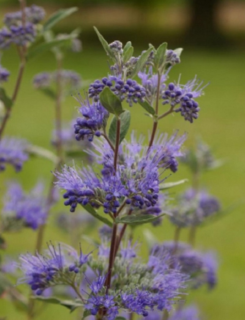 CARYOPTERIS clandonensis HEAVENLY BLUE (Barbe bleue)
