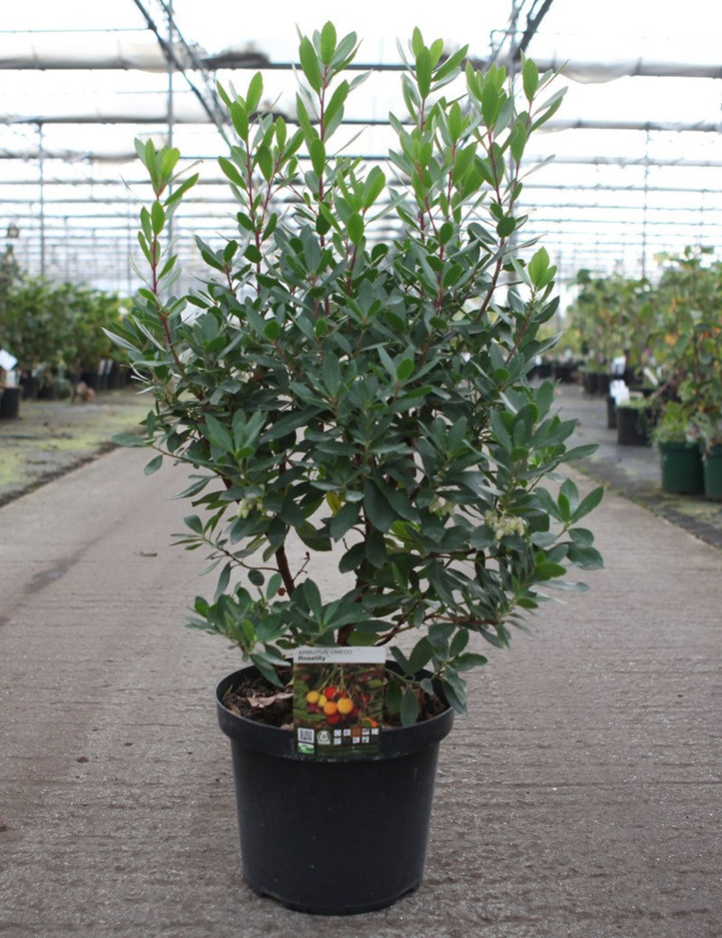 Arbutus unedo ROSELILY® – Arbousier compact persistant au feuillage ...