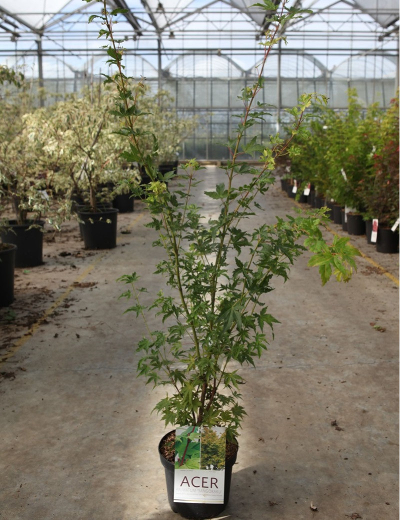 ACER palmatum SENKAKI ou SANGOKAKU (Érable du Japon)