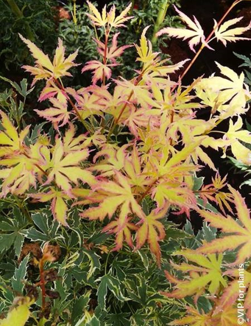 Acer palmatum Metamorphosa | Érable du Japon aux couleurs changeantes ...