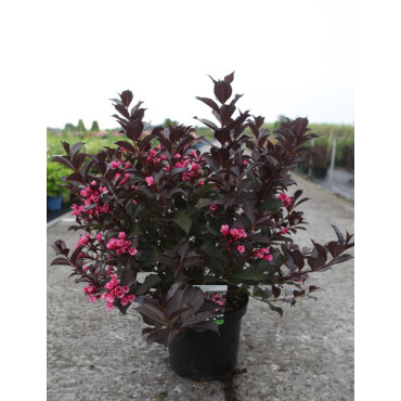 WEIGELA florida ALEXANDRA cov (Weigelia)