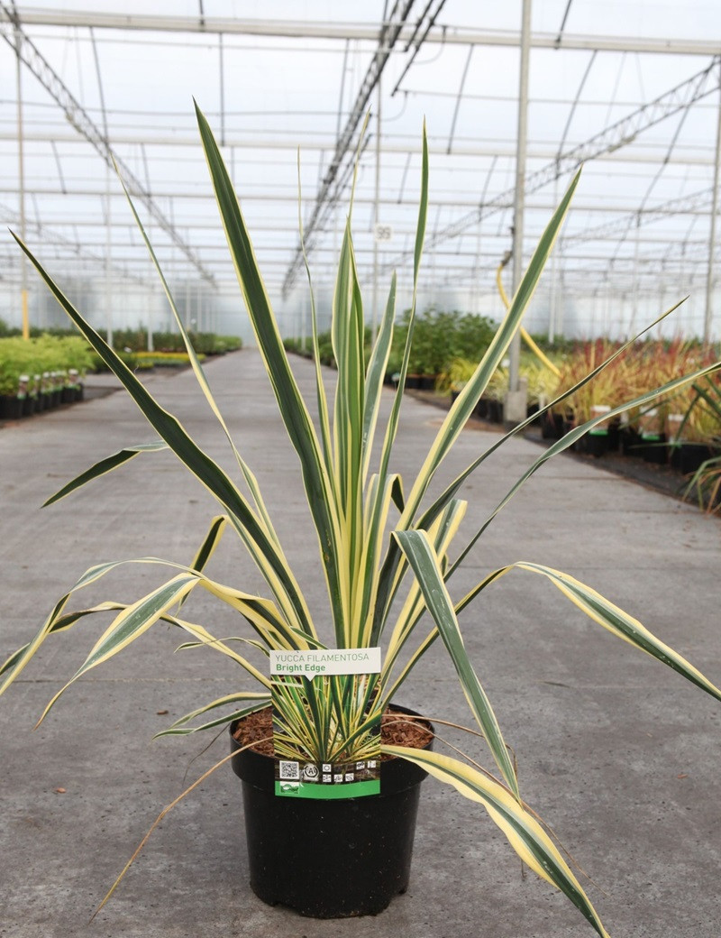 YUCCA filamentosa BRIGHT EDGE (Yucca filamenteux)