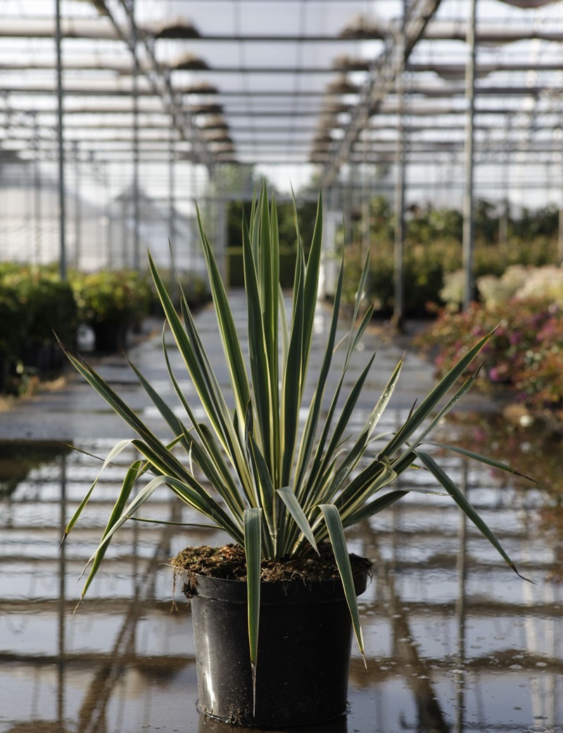 YUCCA filamentosa BRIGHT EDGE (Yucca filamenteux)