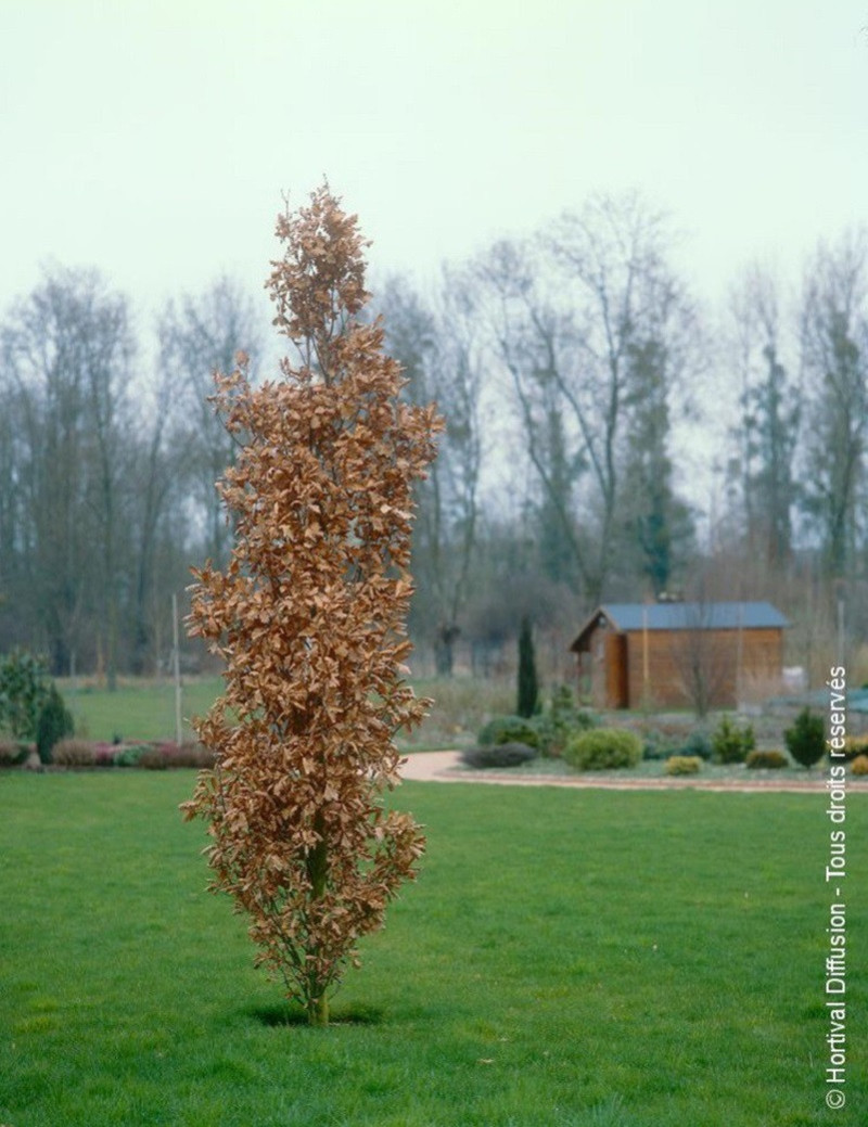 QUERCUS robur f. fastigiata KOSTER (Chêne pédonculé fastigié koster)