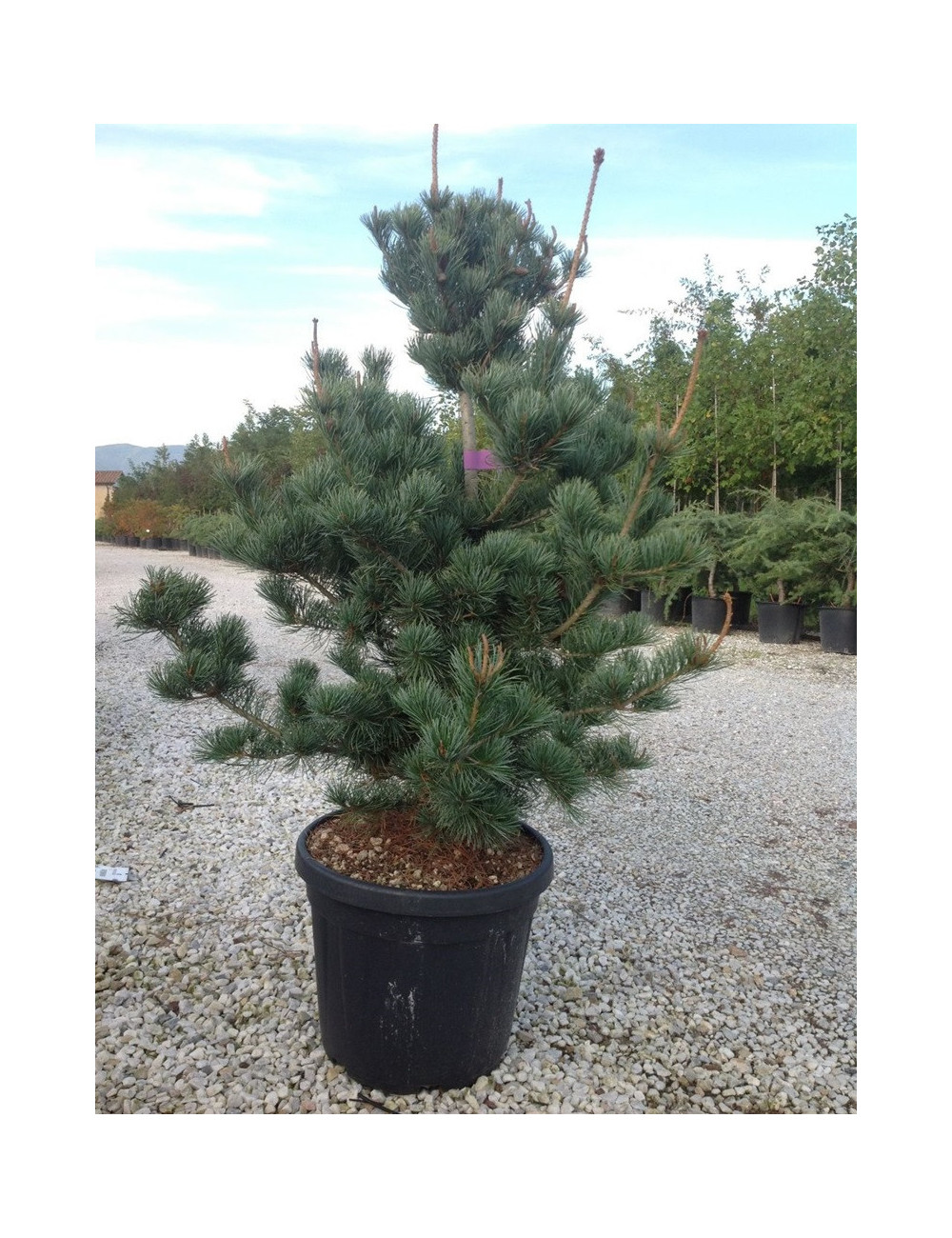 PINUS parviflora NEGISHI (Pin blanc du Japon, Pin à cinq aiguilles)