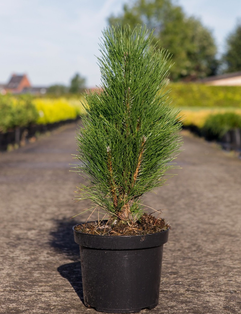 PINUS nigra GREEN TOWER (Pin noir d'Autriche)