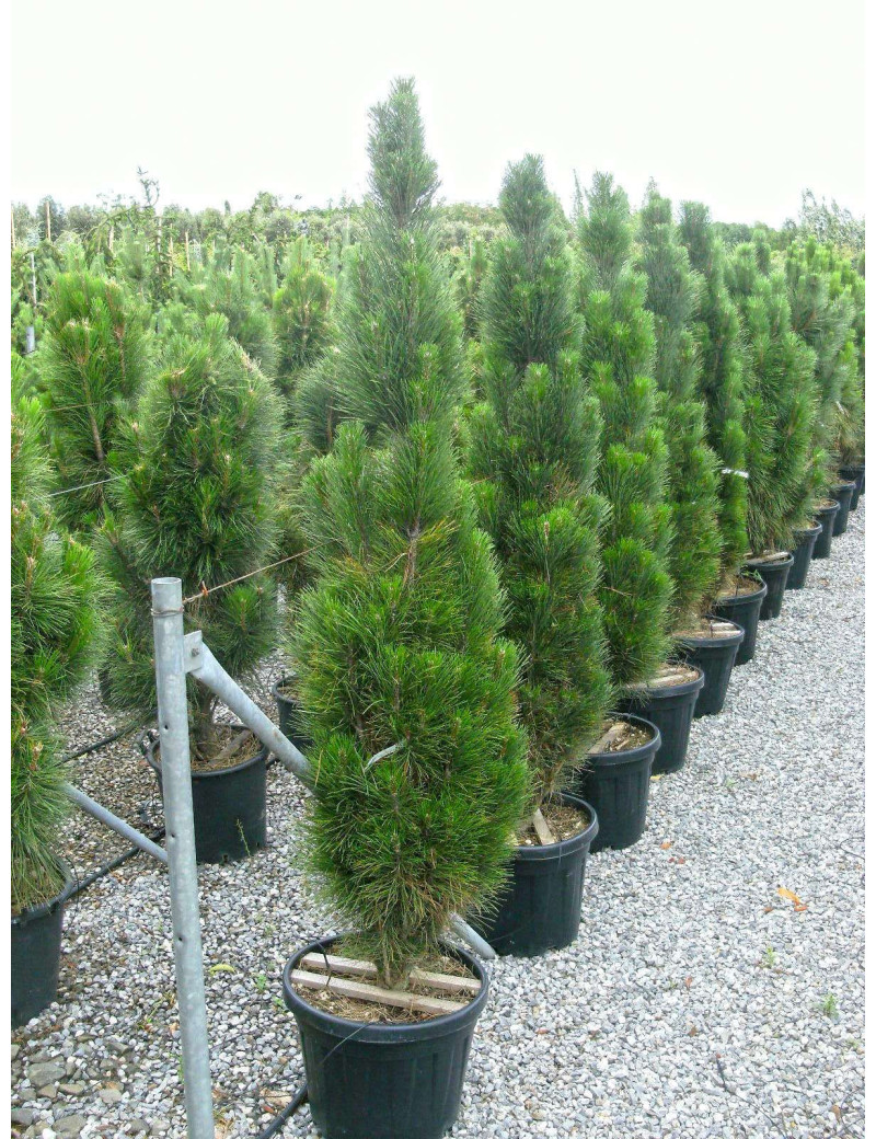 PINUS nigra GREEN TOWER (Pin noir d'Autriche)