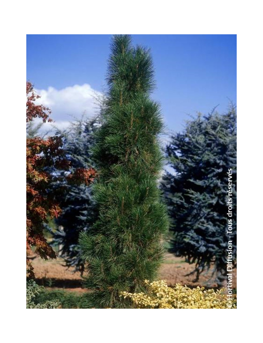 PINUS nigra GREEN TOWER (Pin noir d'Autriche)