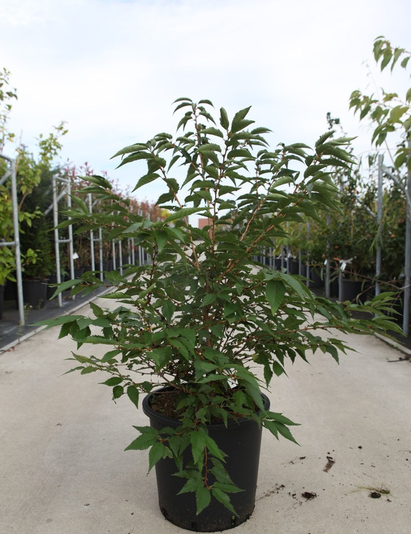 PRUNUS nipponica BRILLIANT (Cerisier des Iles Kouriles)