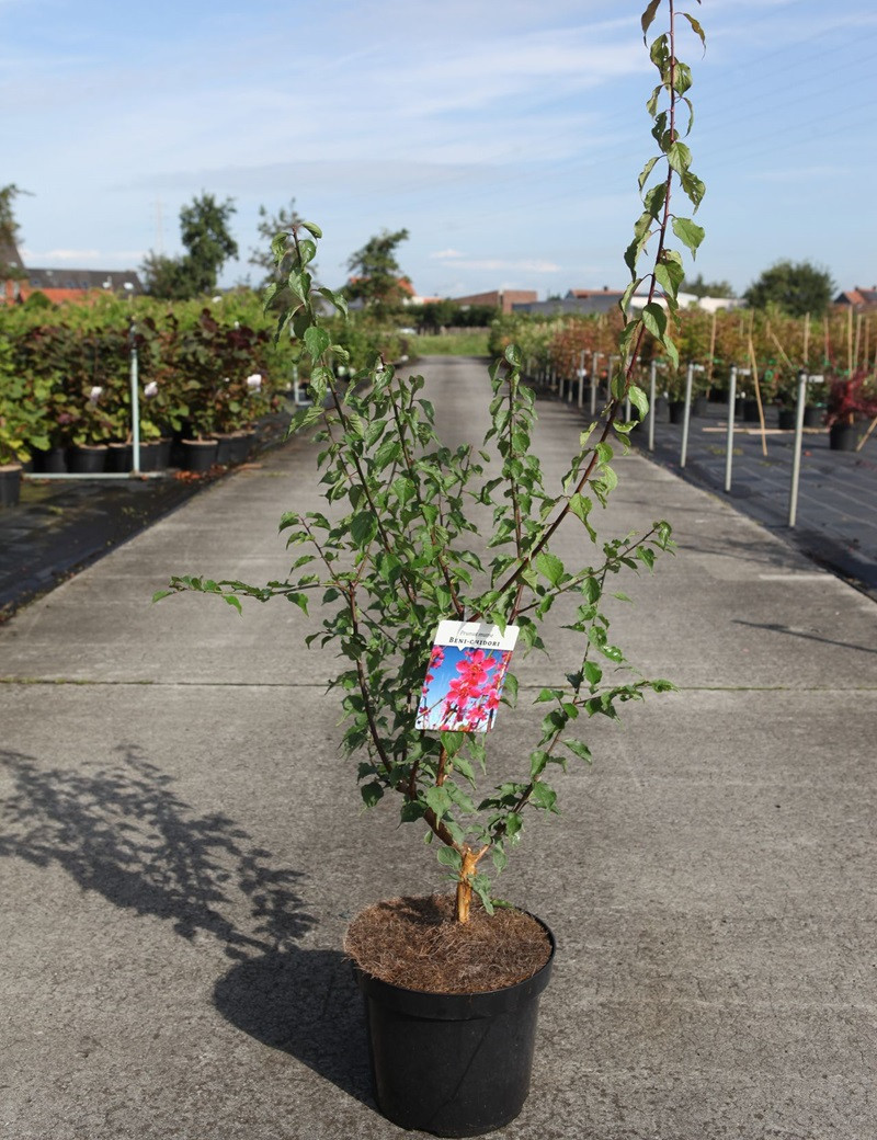 PRUNUS mume BENI-CHIDORI (Abricotier du Japon)