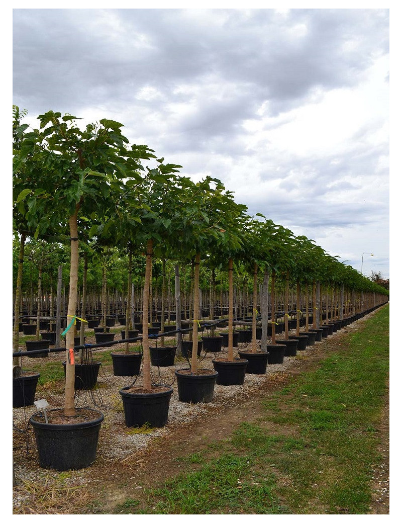 MORUS kagayamae FRUITLESS (Mûrier platane Stérile)