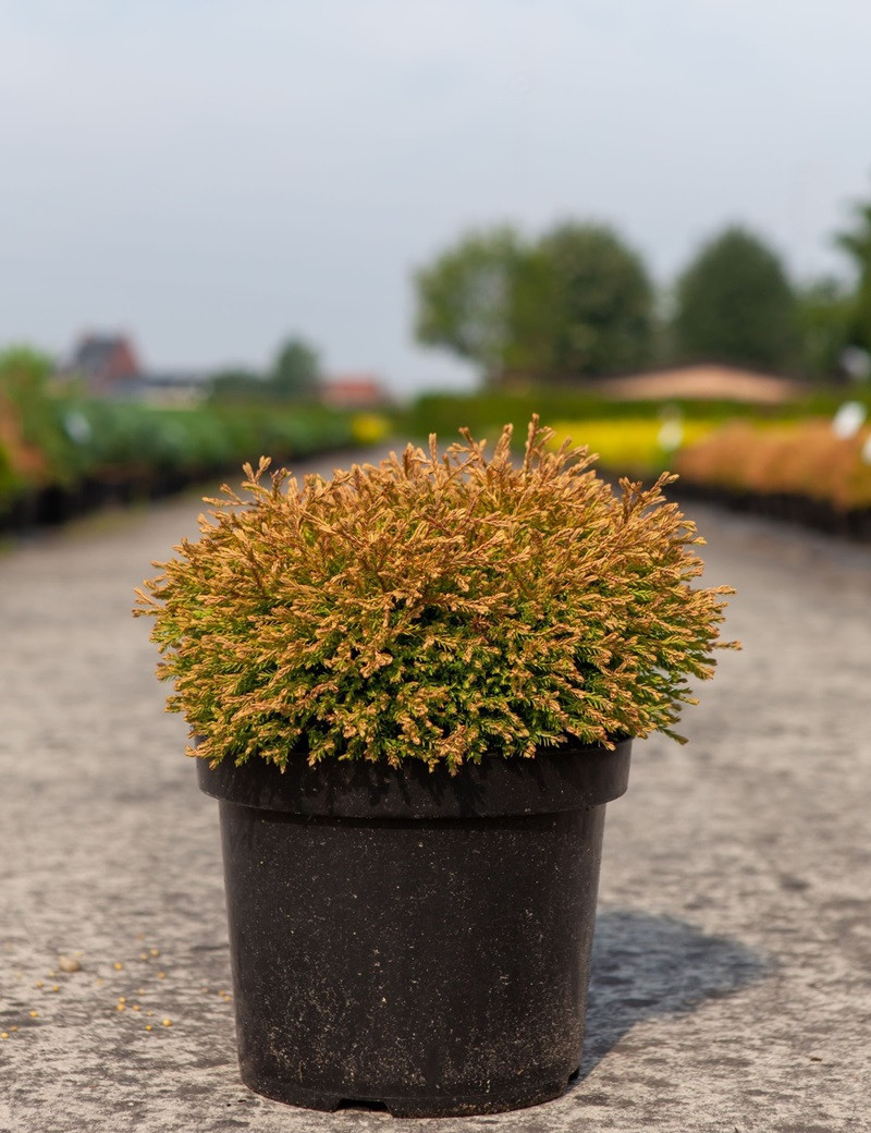 Le THUJA occidentalis GOLDEN TUFFET (Thuya du Canada)