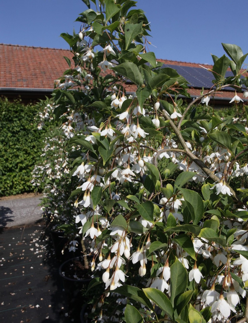 STYRAX japonica FRAGRANT FOUNTAIN® (Styrax du Japon)