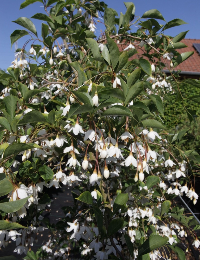 STYRAX japonica FRAGRANT FOUNTAIN® (Styrax du Japon)
