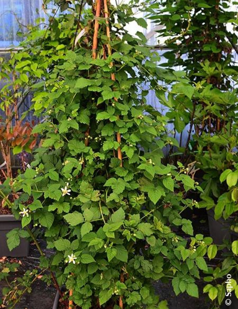 MÛRE-FRAMBOISE TAYBERRY BOUNTY BERRY (Rubus)