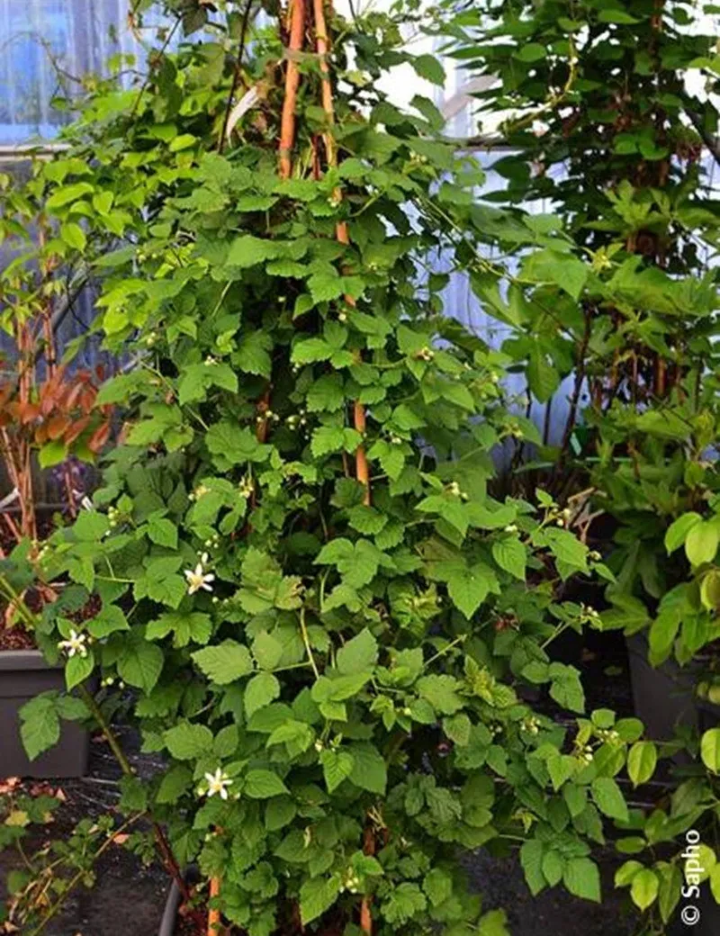 MÛRE-FRAMBOISE TAYBERRY BOUNTY BERRY (Rubus)