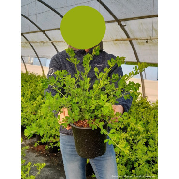 GENISTA PORLOCK (Genêt de Porlock)