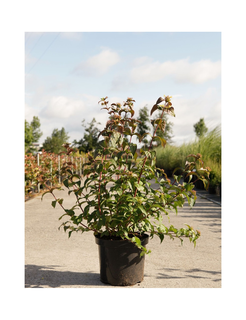 DIERVILLA rivularis PW® KODIAK® BLACK (Diervilla)