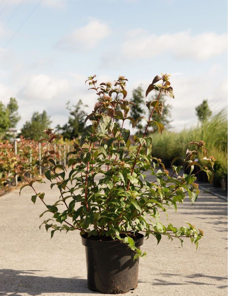 DIERVILLA splendens PW® KODIAK® RED (Diervilla)