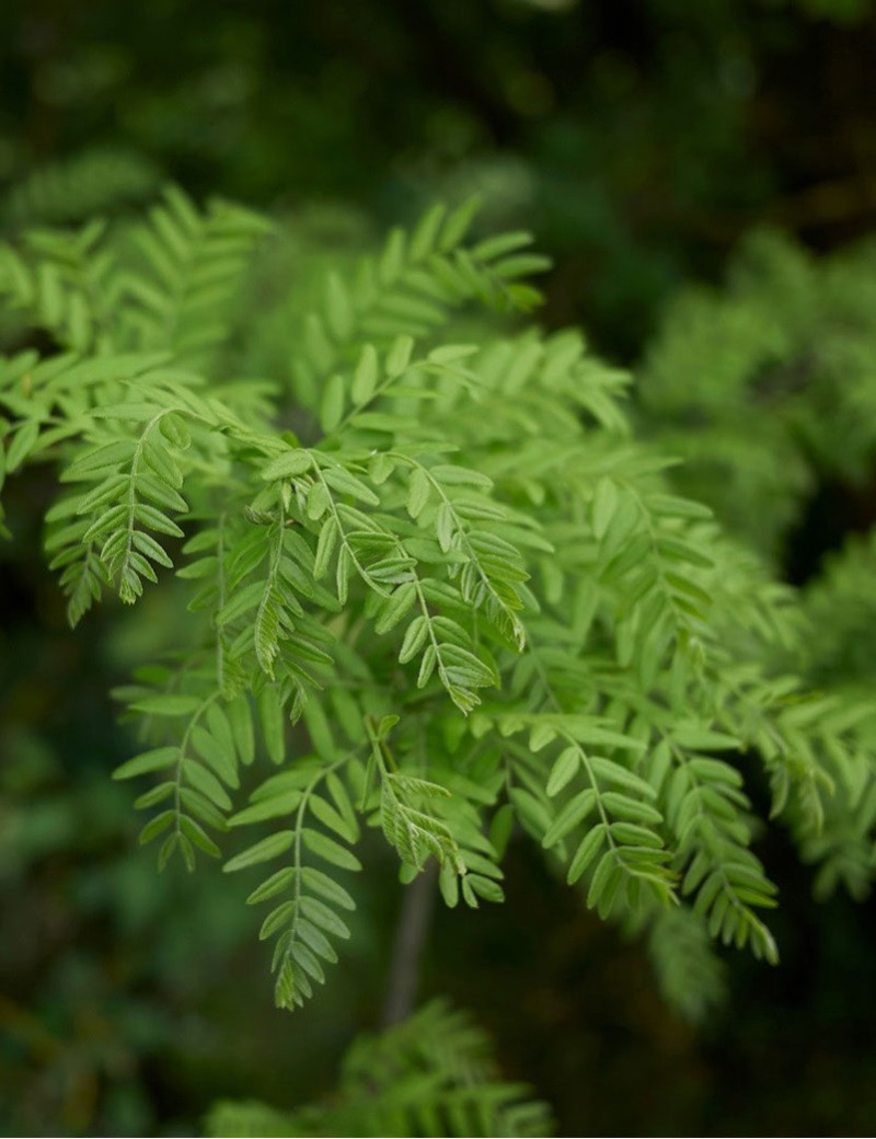 GLEDITSIA triacanthos INERMIS (Févier d'Amérique)