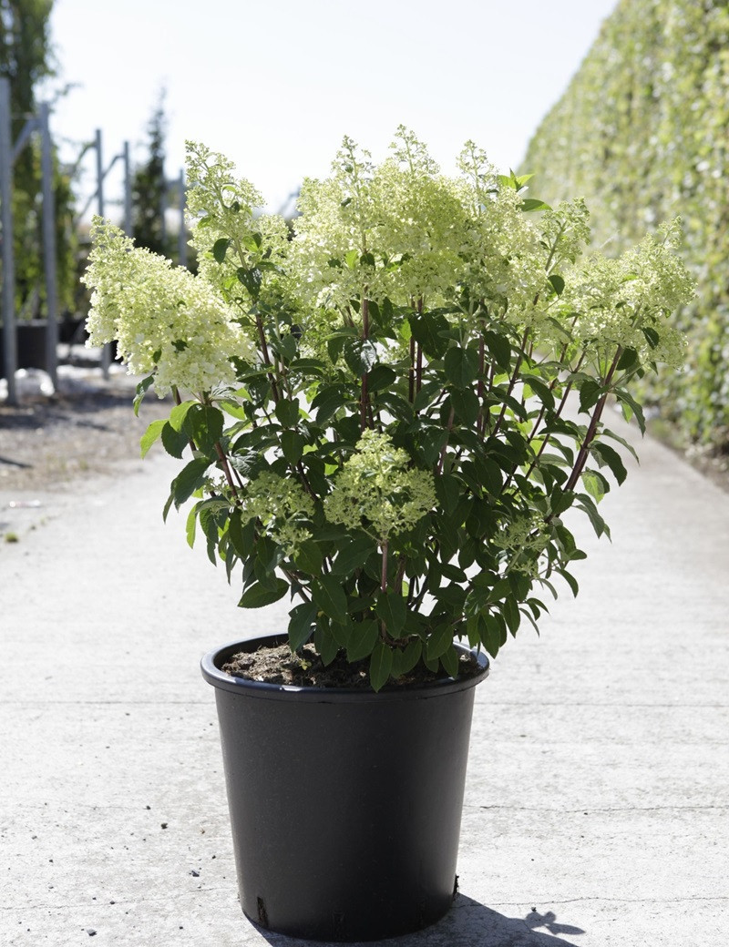 HYDRANGEA paniculata BOBO® (Hortensia paniculé)