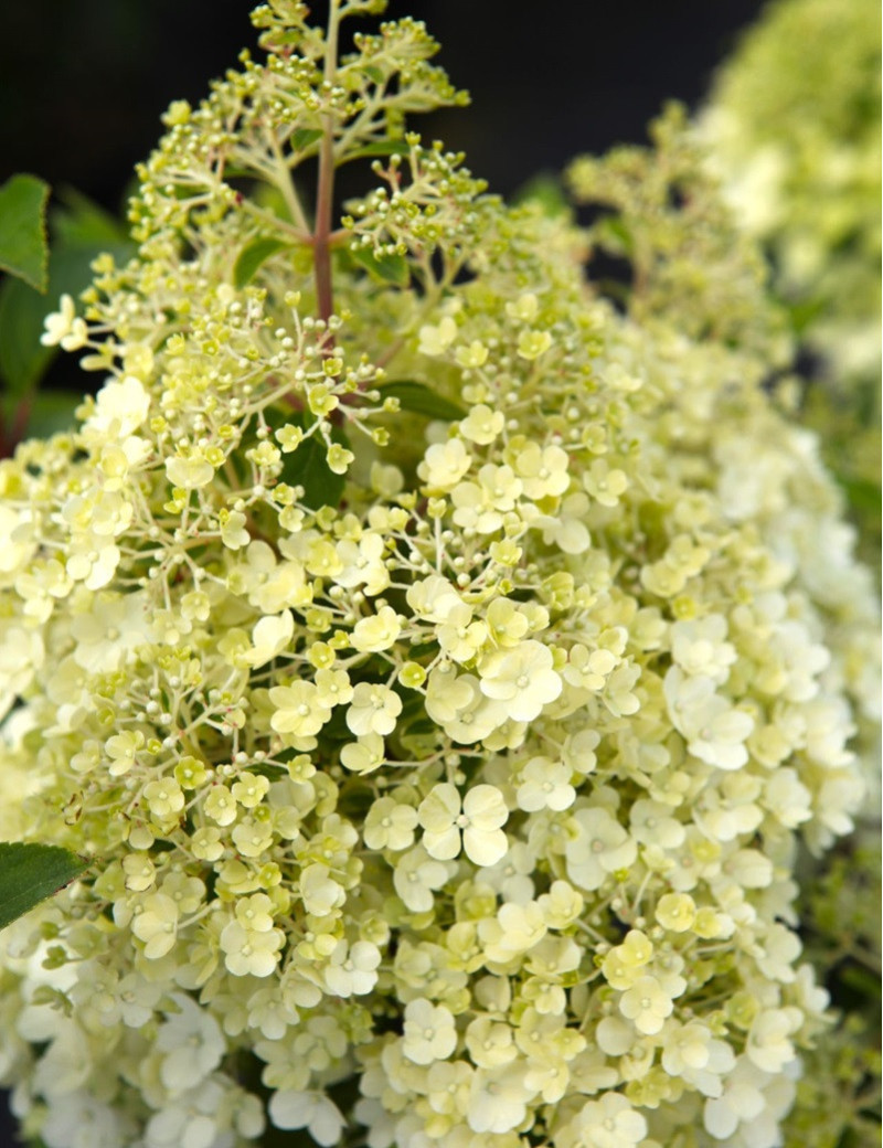 HYDRANGEA paniculata BOBO® (Hortensia paniculé)