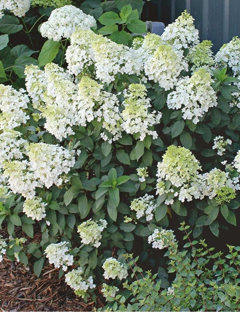 HYDRANGEA paniculata BOBO® (Hortensia paniculé)